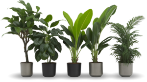 Home - Pro Plants